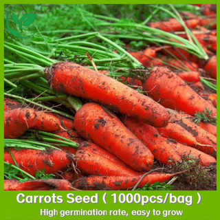 Carrots Vegetable SEEDS -(1000Seeds ) KURODA CARROT SEEDS | Shopee Malaysia