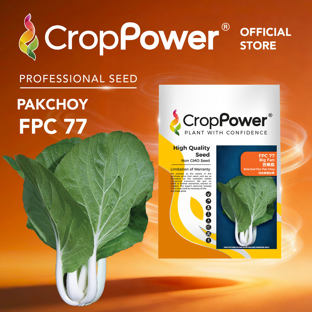(50 GRAM) Biji Benih Sawi Putih Big Fan 芭萑扇 FPC77 CROP POWER Fan Pak ...