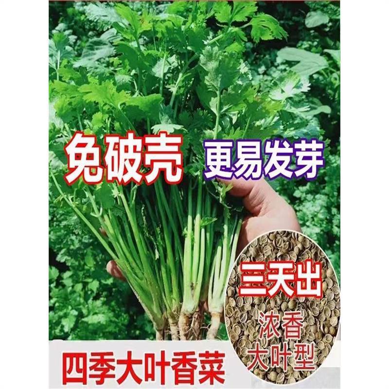 Coriander Seeds Coriander Seeds Vegetable Seeds Big Leaves Four Seasons ...