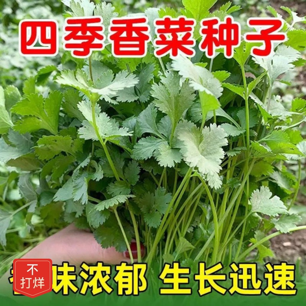 Four Seasons Coriander Planting Thailand Resistant Autumn Winter ...