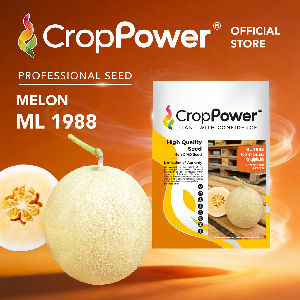(100 SEEDS) Biji Benih Melon Kirin Susu 奶油麒麟 ML1988 CROP POWER F1 ...