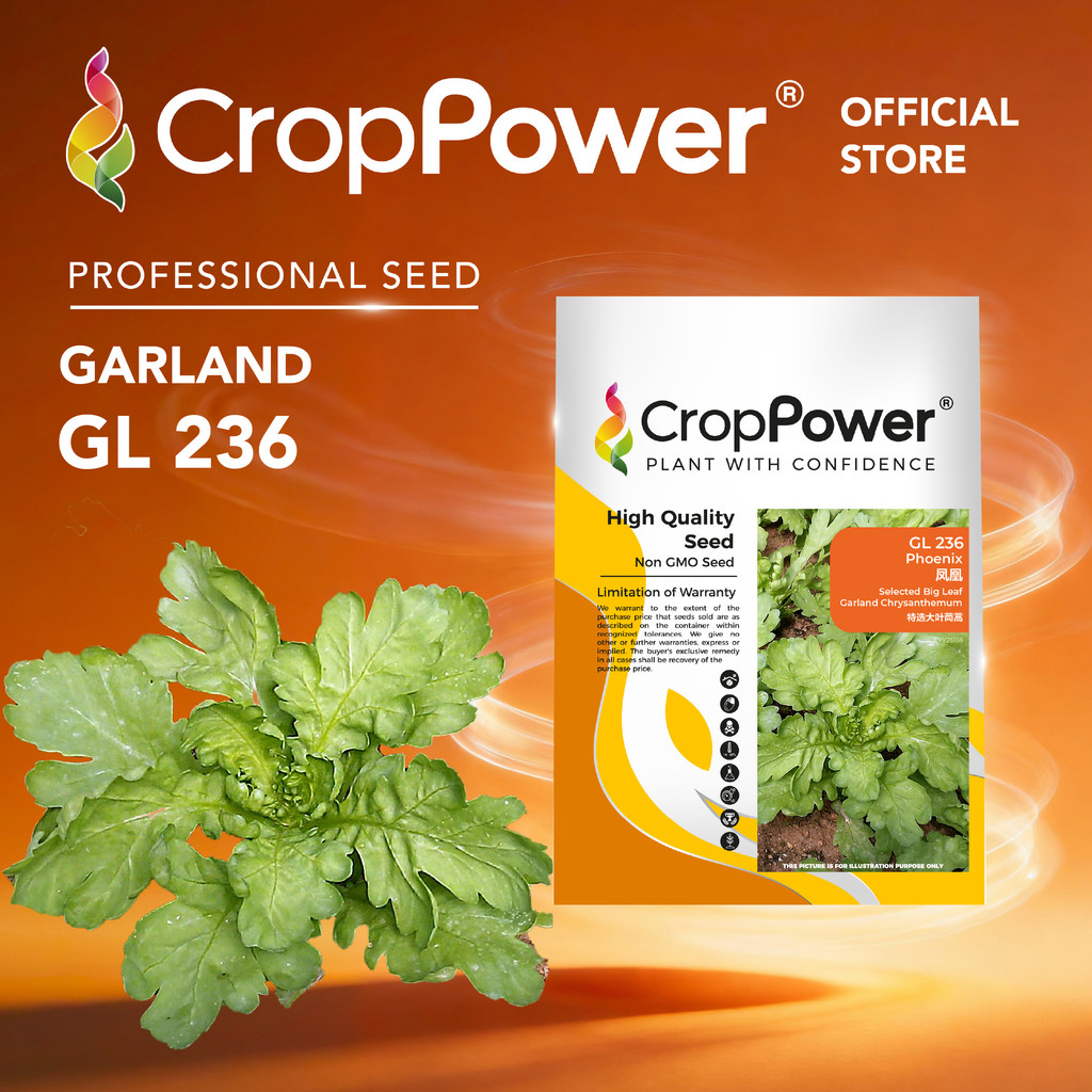 (50 GRAM) Biji Benih Sayur Kekwa Daun Besar Phoenix 凤凰 GL236 CROP POWER ...