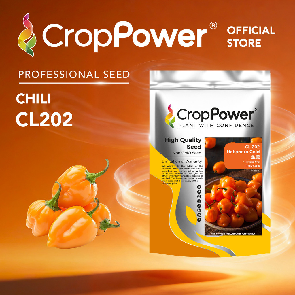 (10 GRAM) Biji Benih Cili Habanero Gold 金魔 CL202 F1 Hybrid Chili Seeds ...
