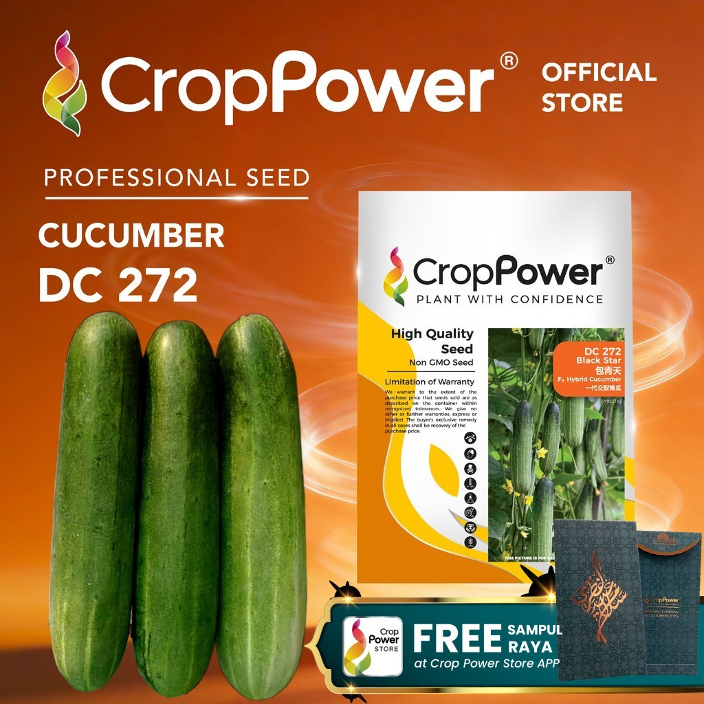 (10 GRAM) Biji Benih Timun Black Star 包青天 DC272 CROP POWER F1 HYBRID ...