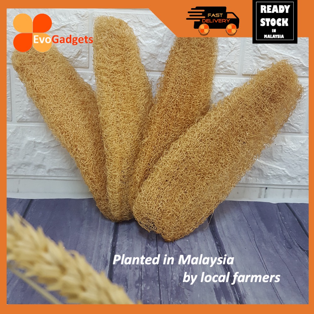 Evogadgets x2pcs Premium Natural Loofah / Luffa Sponge Body Bath / Span ...