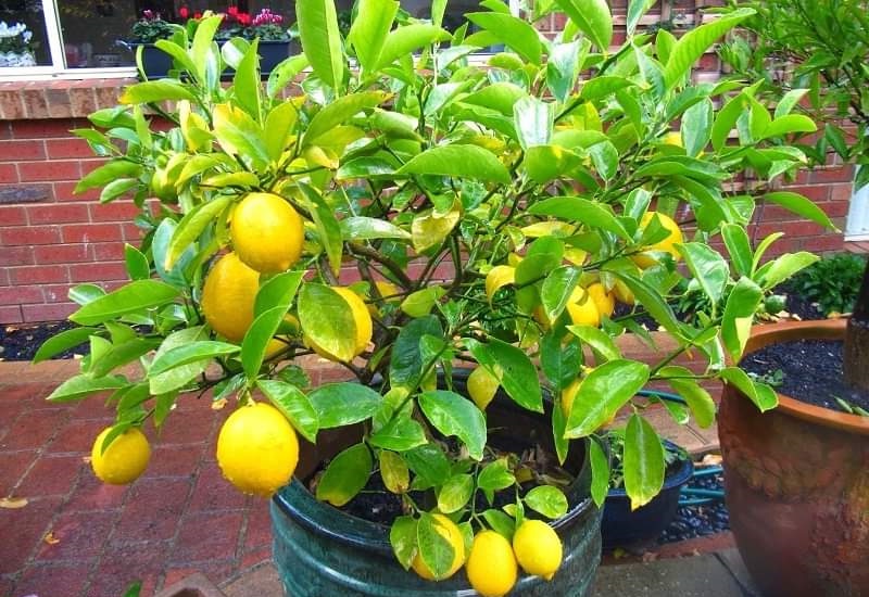 Anak Pokok Lemon Thai Buah Kuning Lonjong | Shopee Malaysia