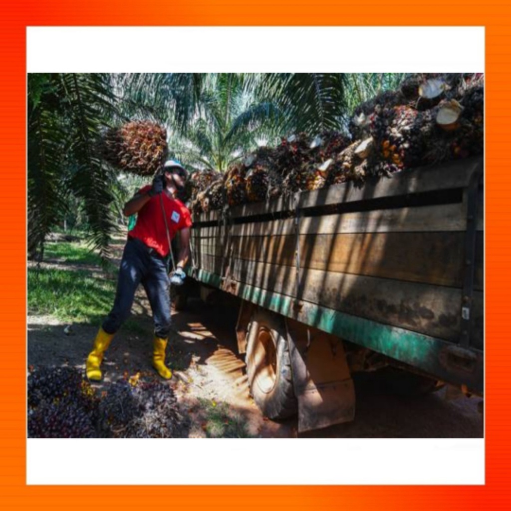 MI GLOBAL LOADING SPIKE OIL PALM BESI LOAD KELAPA SAWIT BESI CUCUK ...