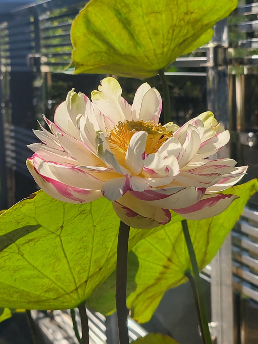 《大洒锦》大型荷花。"Big Sprinkler" large lotus. "Pemercik Besar" teratai besar ...