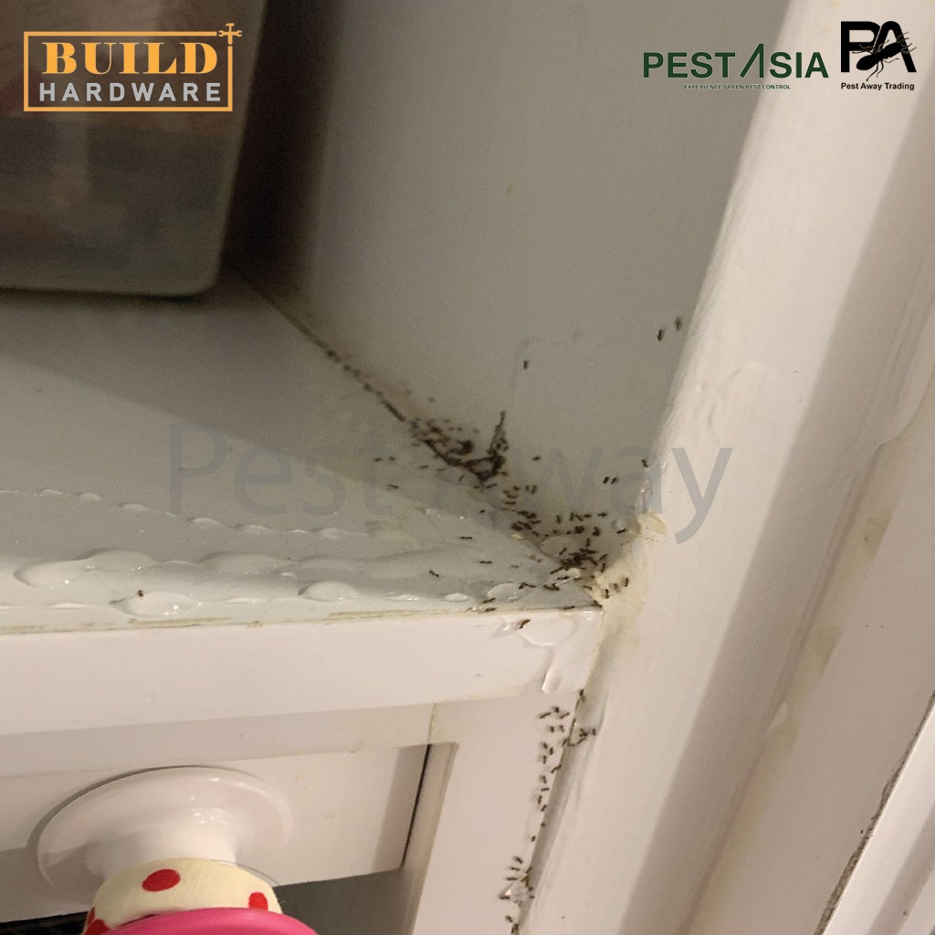 PEST ASIA Ants/Cockroach/Lizard Killing Eco Gel Bait (10g/30g) 天然蚂蚁/蟑螂 ...