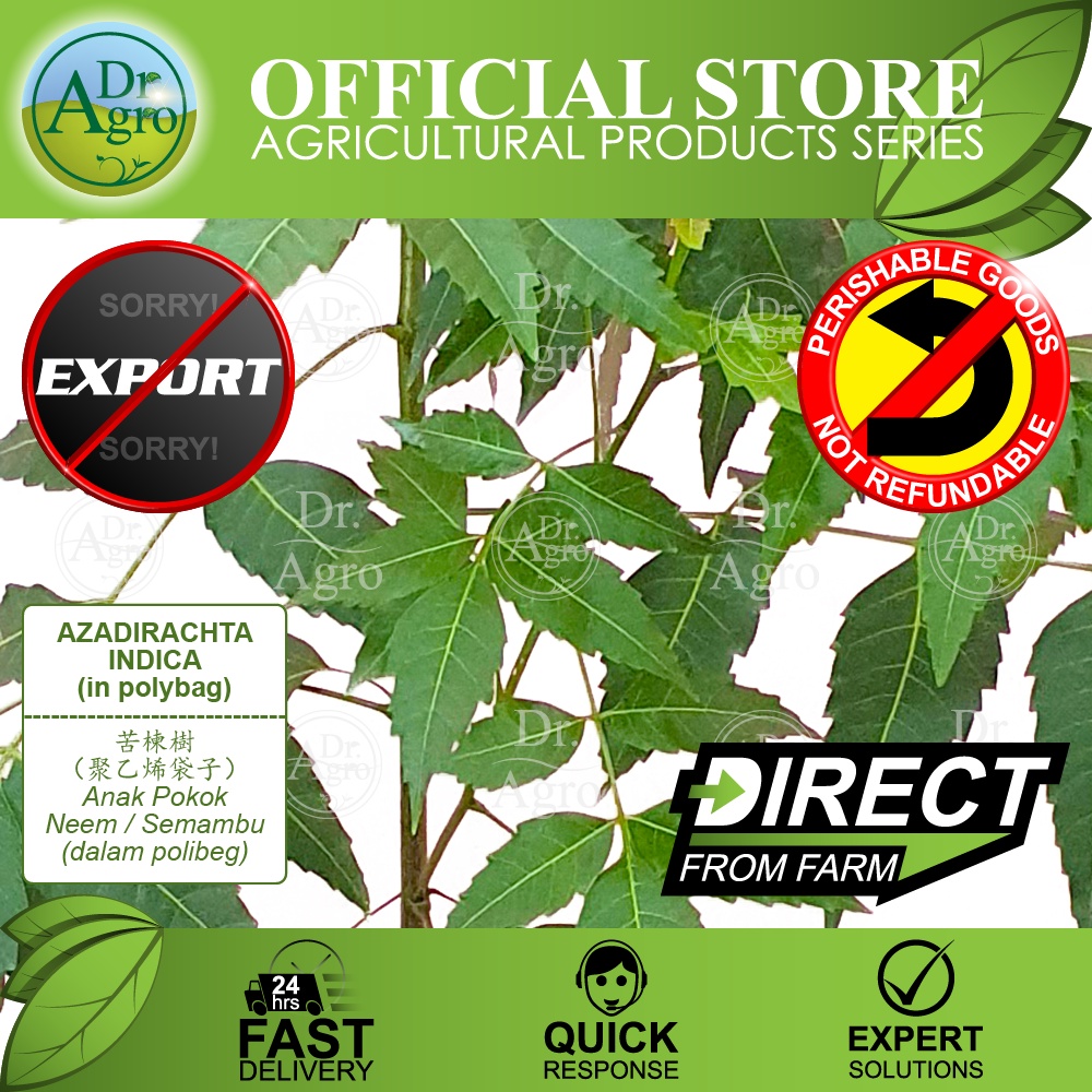 Dr. Agro || Anak Pokok Neem/Semambu/Azadirachta indica/苦楝樹 | Shopee ...