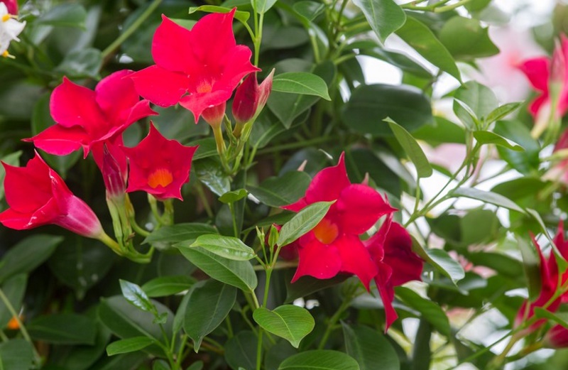 Pokok Bunga Mandevilla Merah | Shopee Malaysia