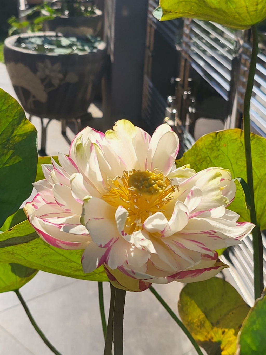 《大洒锦》大型荷花。"Big Sprinkler" large lotus. "Pemercik Besar" teratai besar ...