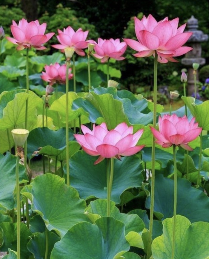 Lotus Live plant Teratai hidup Tuber Aquatic Flower Pokok bunga ...