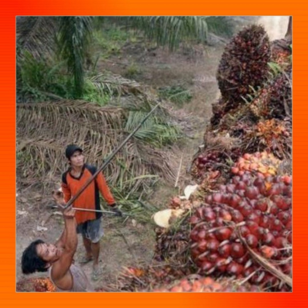 MI GLOBAL LOADING SPIKE OIL PALM BESI LOAD KELAPA SAWIT BESI CUCUK ...
