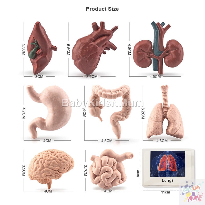 Human Torso Body Anatomy Model with Removable Parts Body Science ...