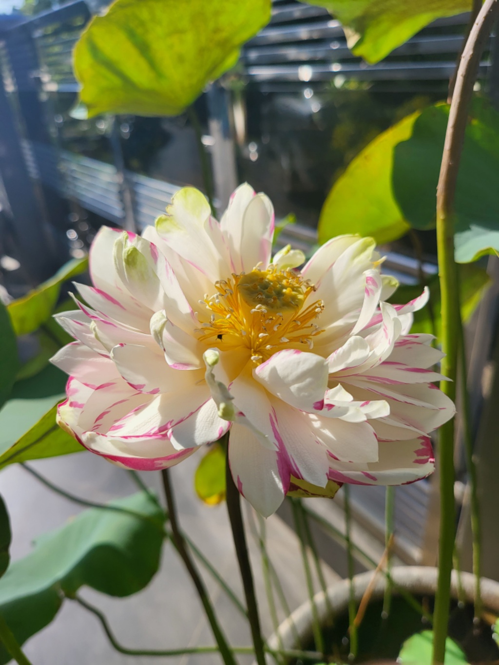 《大洒锦》大型荷花。"Big Sprinkler" large lotus. "Pemercik Besar" teratai besar ...