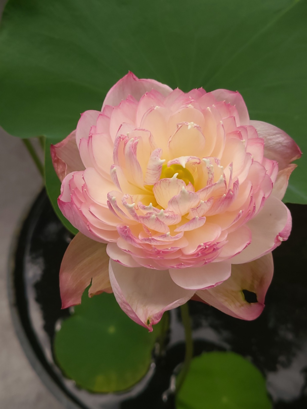 中大型荷花 《巨无霸》Medium and large lotus "Big Mac" Teratai sederhana dan besar ...