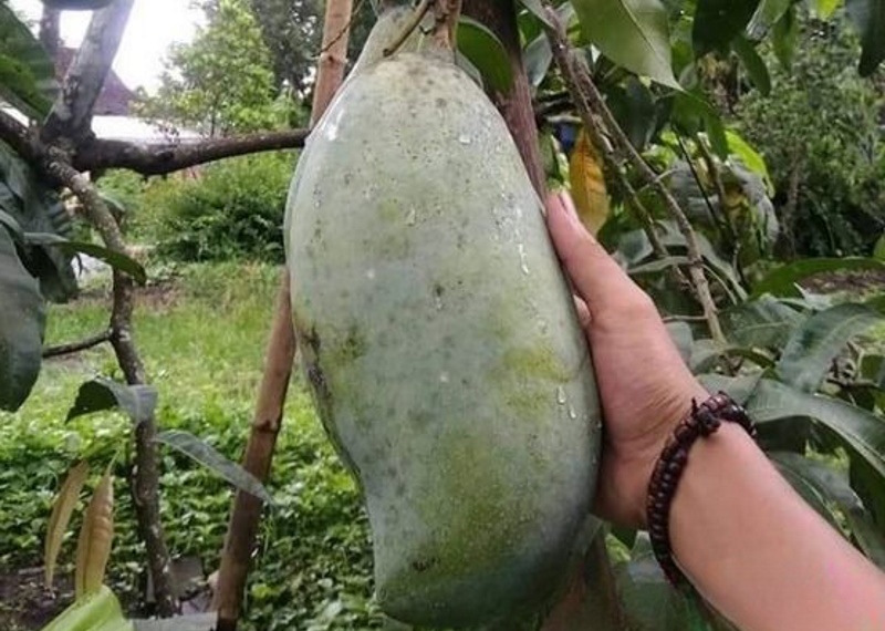Anak Pokok Mangga Taiwan King aka Mahathir | Shopee Malaysia