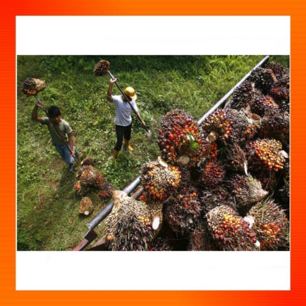 MI GLOBAL LOADING SPIKE OIL PALM BESI LOAD KELAPA SAWIT BESI CUCUK ...