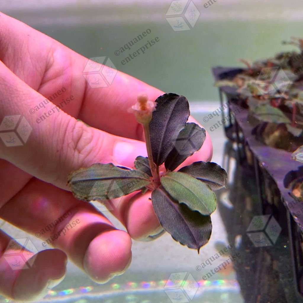 [Low Tech] Bucephalandra sp. Brown LP Aquatic Plant - 1 Stalk | Shopee ...