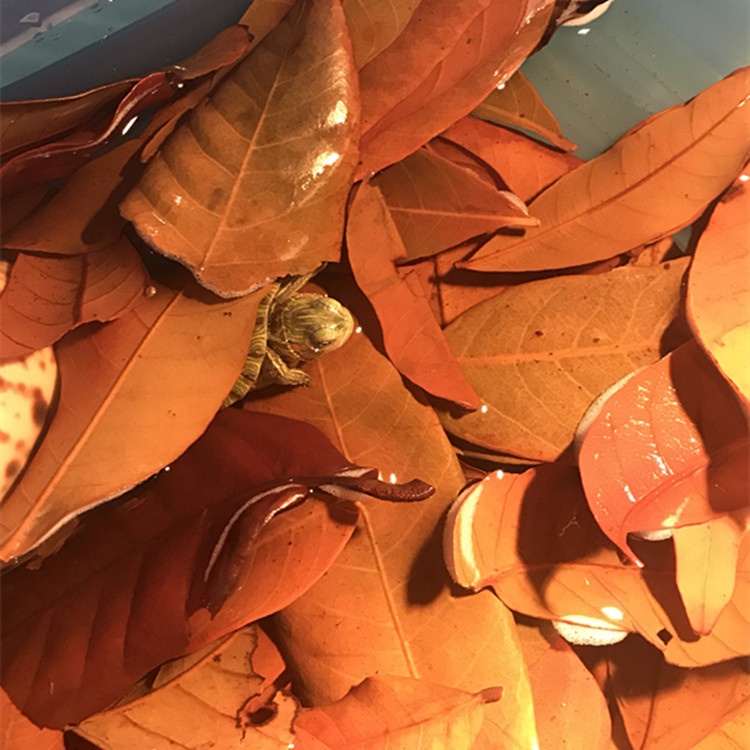 Longan leaf for turtle kura kura aquarium anti inflammation skin 龟用龙眼叶 ...
