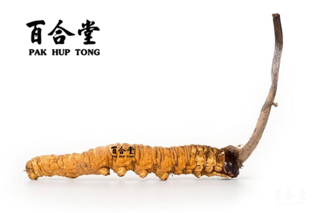 TIMO - BREFWELL CORDYCEPS @(450MG X 50'S) - 益肺多 | Shopee Malaysia
