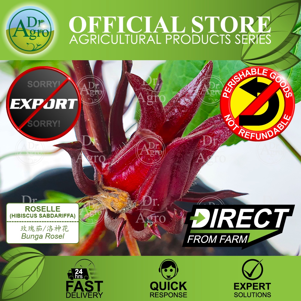 Dr. Agro || Anak Pokok Roselle Flower Ribena/Bunga Rosel/玫瑰茄 洛神花 ...