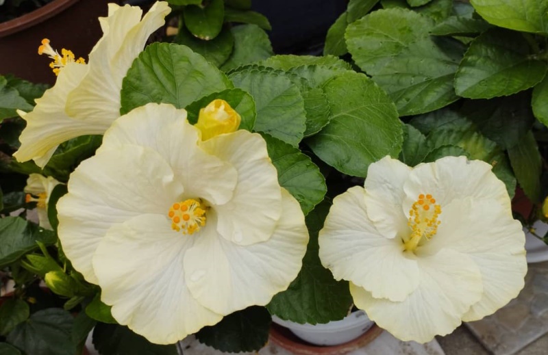 Anak Pokok Bunga Raya Putih Hawaii | Shopee Malaysia