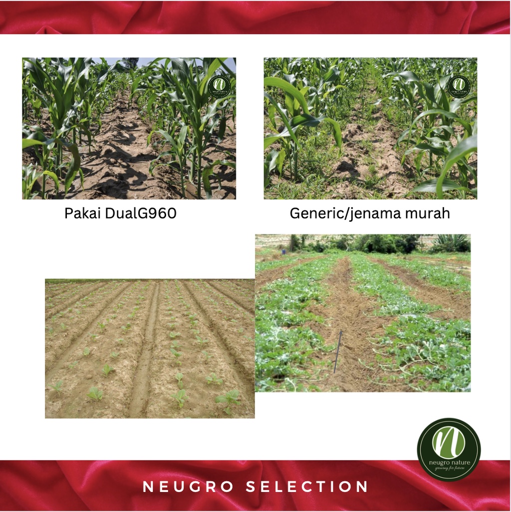 Syngenta Dual G960 500ml Herbicide - Racun Rumpai Pra Cambah /Rumput ...