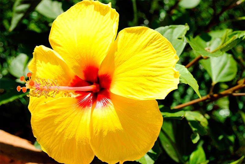 Anak Pokok Bunga Raya Kuning Hawaii | Shopee Malaysia