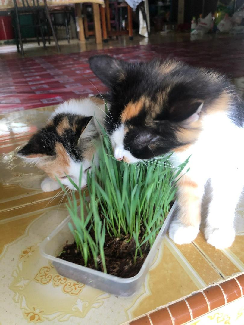 [Biji Benih Rumput Kucing Set] Cat Grass Seed Healthy Oraganic ...