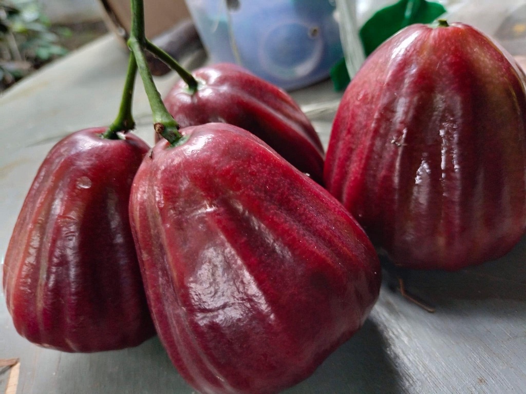 Anak Pokok Jambu Madu Dalhari | Shopee Malaysia