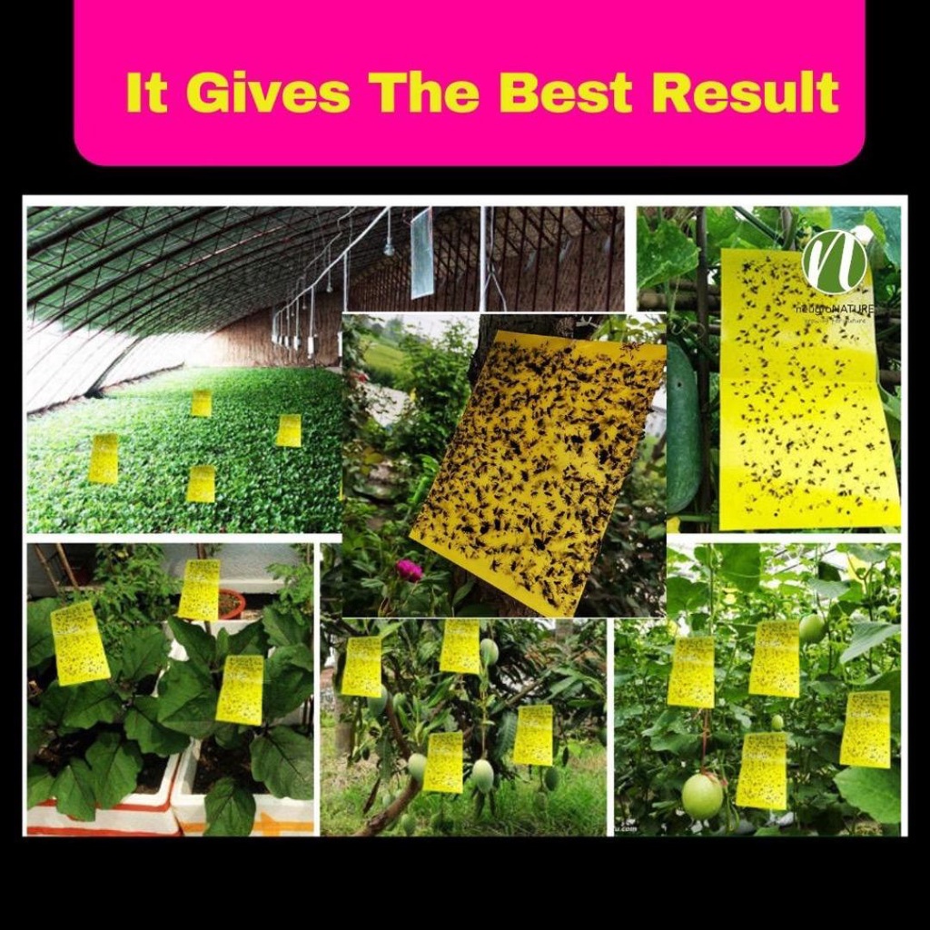 黄板 Perangkap Serangga Pelekat Serangga Fruit Fly Flies Insect Yellow ...