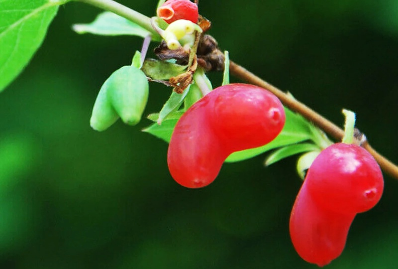 Anak Pokok Raspberry Honeysuckle | Shopee Malaysia