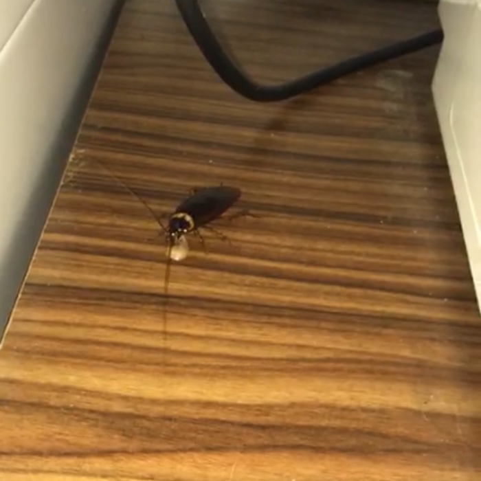 PEST ASIA Cockroach Ant Lizard Bait Ubat Lipas Semut Bye Bye Cicak Pest ...