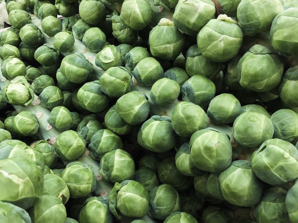 Benih Kubis Baby Brussel Sprout 50pcs+- Baby Cabbage seed 孢子甘蓝种子 biji ...