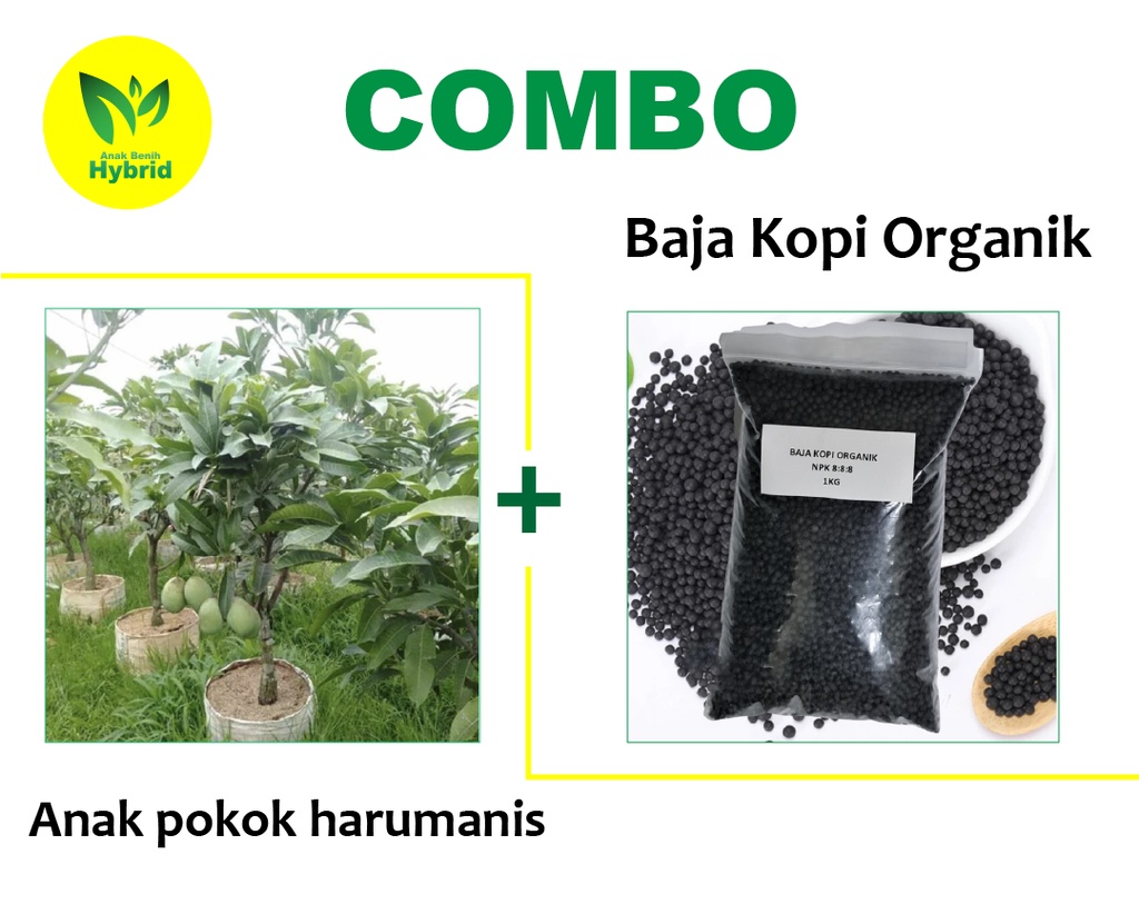 Anak Pokok Mangga Harumanis - by Anak Benih Hybrid Malaysia | Shopee ...