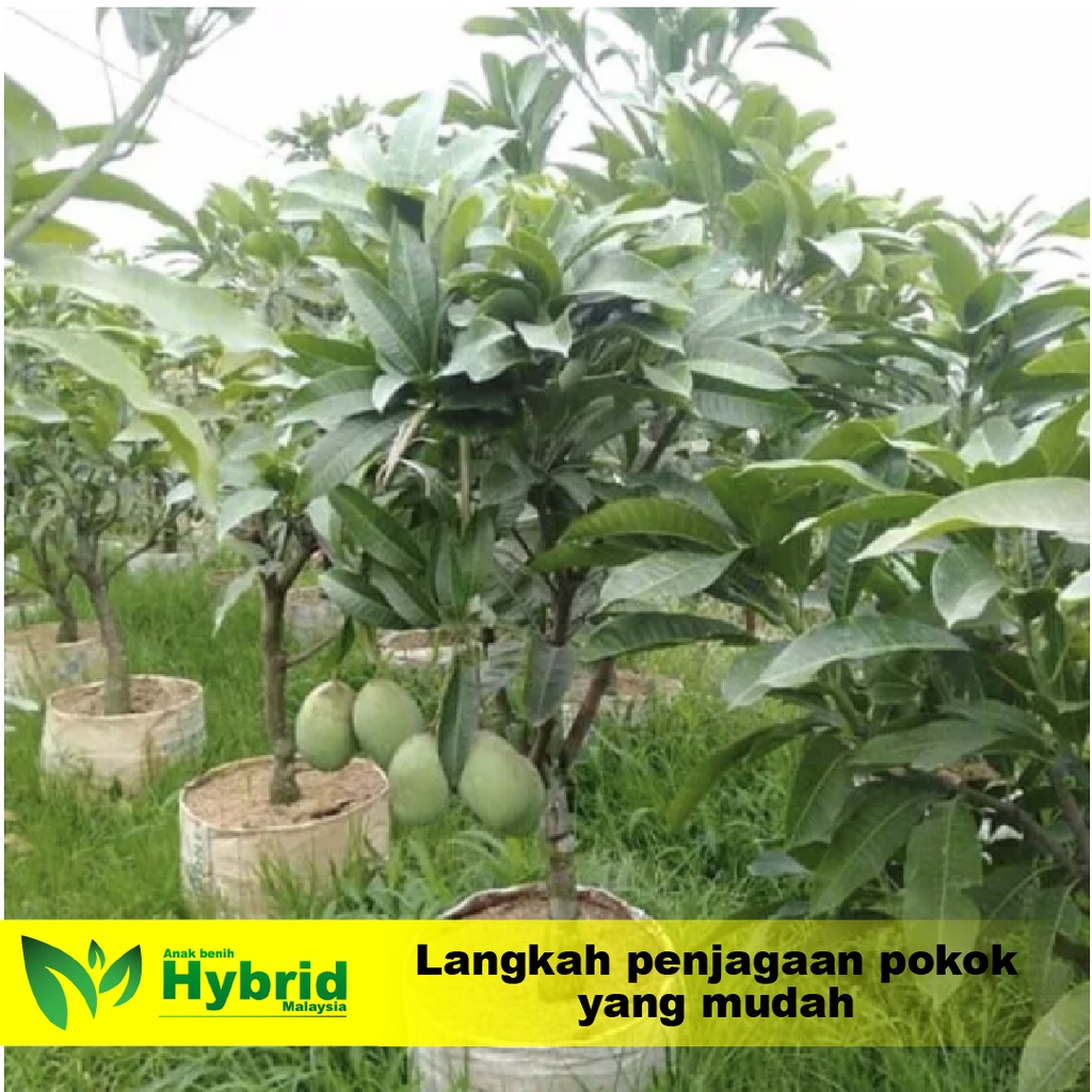 Anak Pokok Mangga Harumanis - by Anak Benih Hybrid Malaysia | Shopee ...