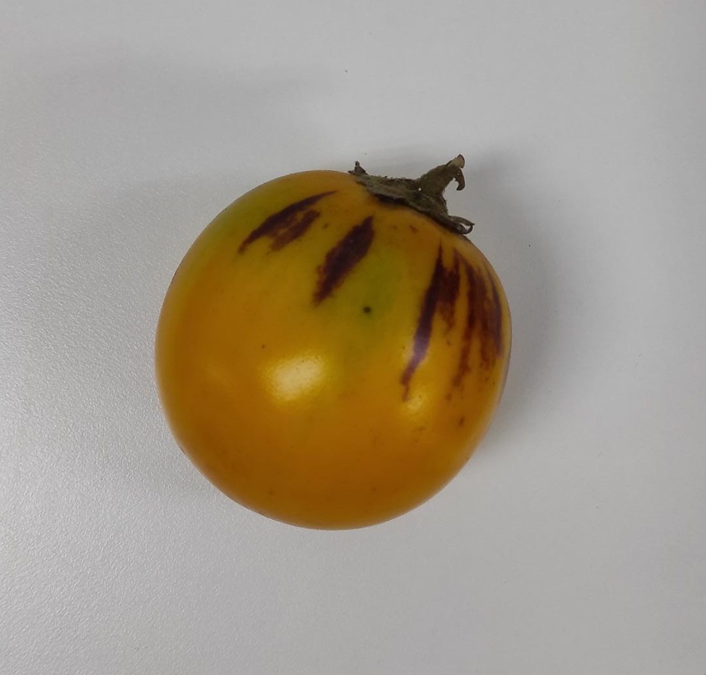 Terung Dayak | Shopee Malaysia