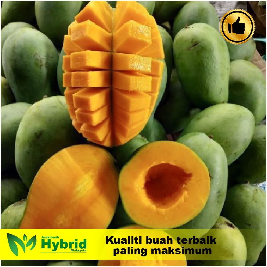 Anak Pokok Mangga Harumanis - by Anak Benih Hybrid Malaysia | Shopee ...