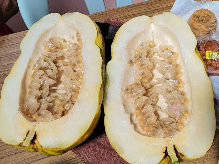 Markisa Jumbo. 超大百香果种子 | Shopee Malaysia