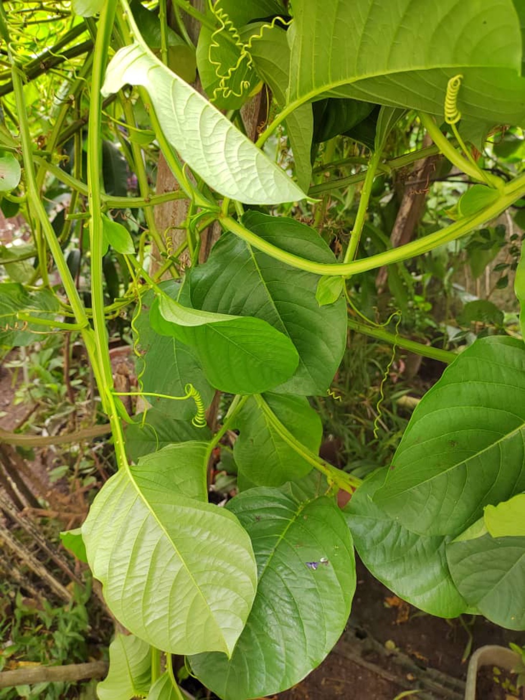 Markisa Jumbo. 超大百香果种子 | Shopee Malaysia