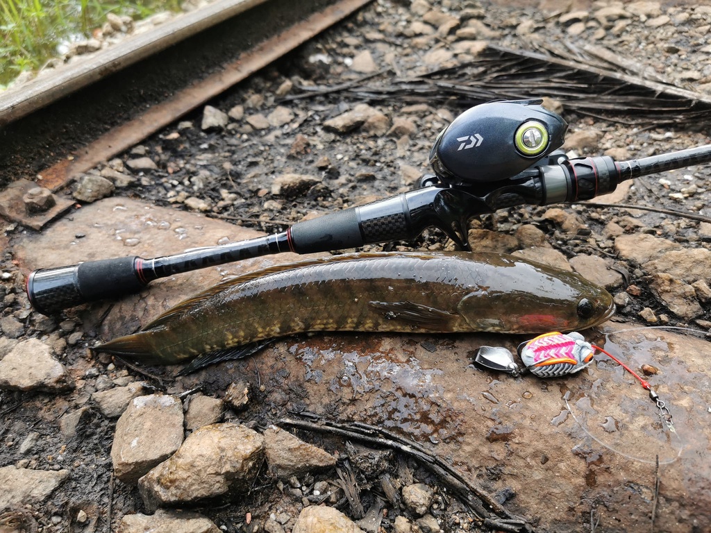 EXP TUAH JEBAT FROG Soft Rubber Frog Expert For Snakehead Hunter Haruan ...