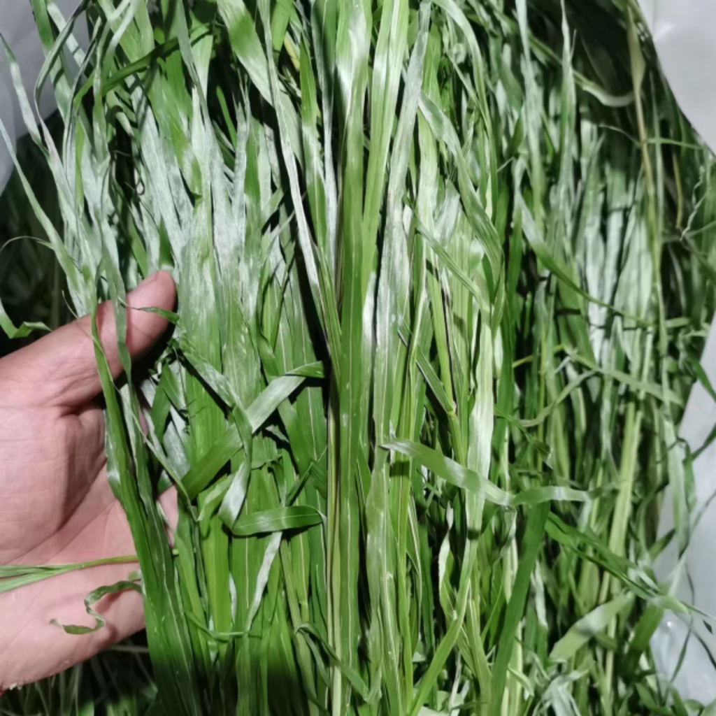 Dried Green oat hay-Rabbit treat Hay烘干燕麦草500g update:18/6/2026 | Shopee ...