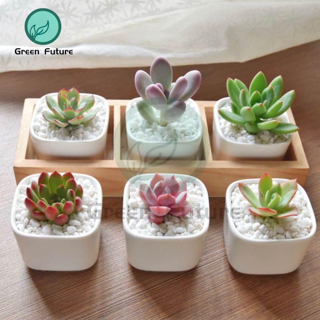 Succulent Pot Cactus Pot Ceramic Pot Zakka Minimalism Planter Pasu ...