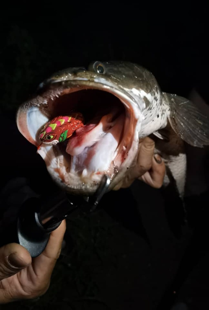 EXP TUAH JEBAT FROG Soft Rubber Frog Expert For Snakehead Hunter Haruan ...