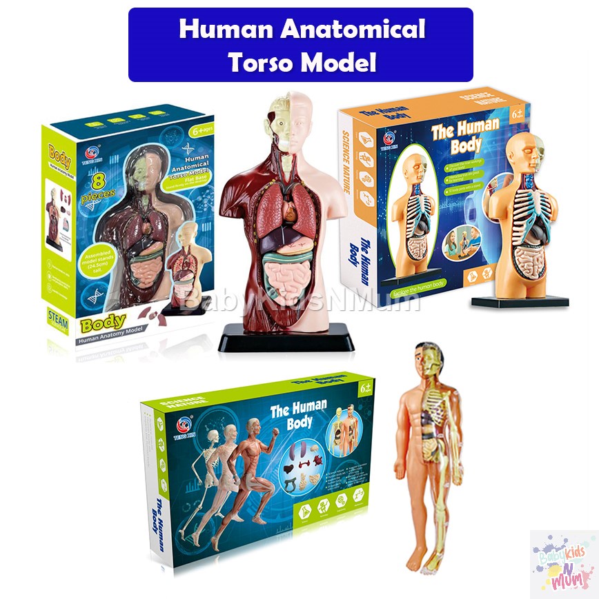Human Torso Body Anatomy Model with Removable Parts Body Science ...