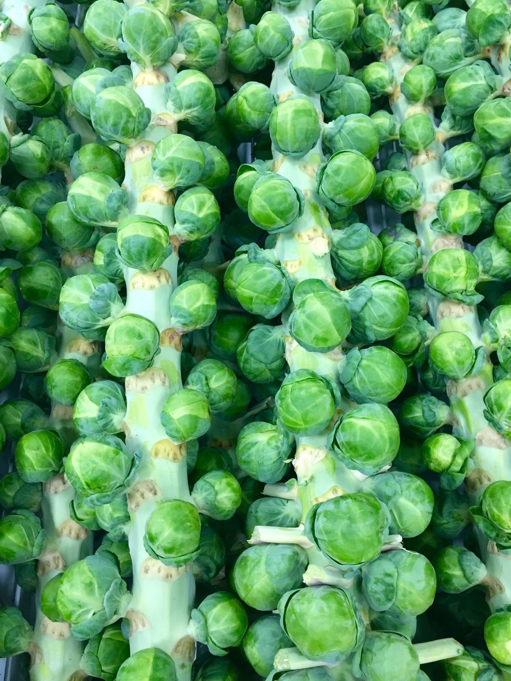 Benih Kubis Baby Brussel Sprout 50pcs+- Baby Cabbage seed 孢子甘蓝种子 biji ...