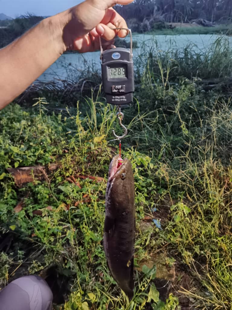 EXP TUAH JEBAT FROG Soft Rubber Frog Expert For Snakehead Hunter Haruan ...