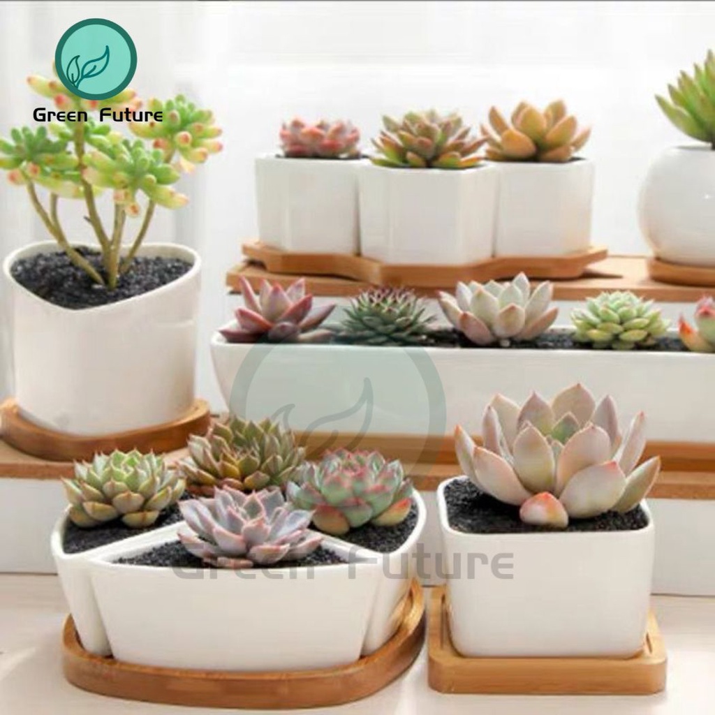 Succulent Pot Cactus Pot Ceramic Pot Zakka Minimalism Planter Pasu ...